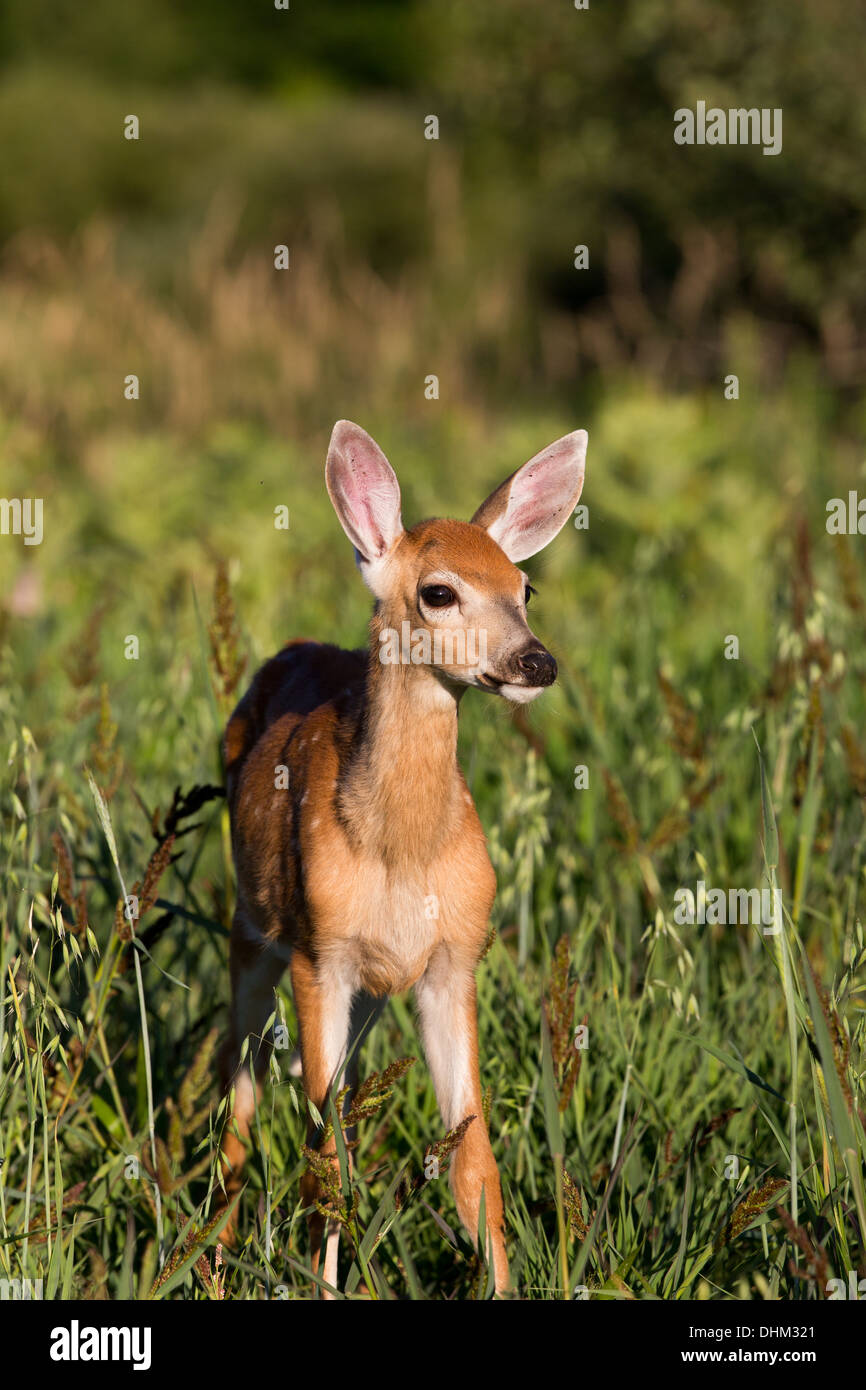 Fawn alone in wildlife hi-res stock photography and images - Alamy