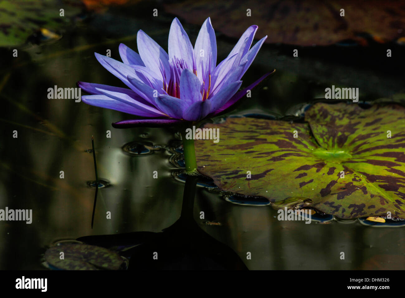 Nymphaeaceae flower hi-res stock photography and images - Alamy