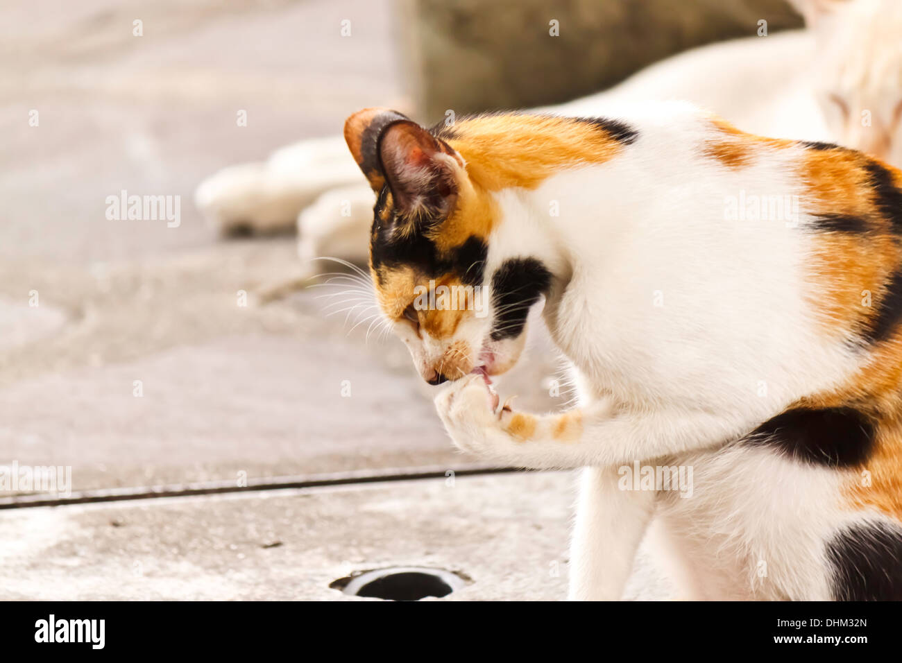the little cat Stock Photo - Alamy
