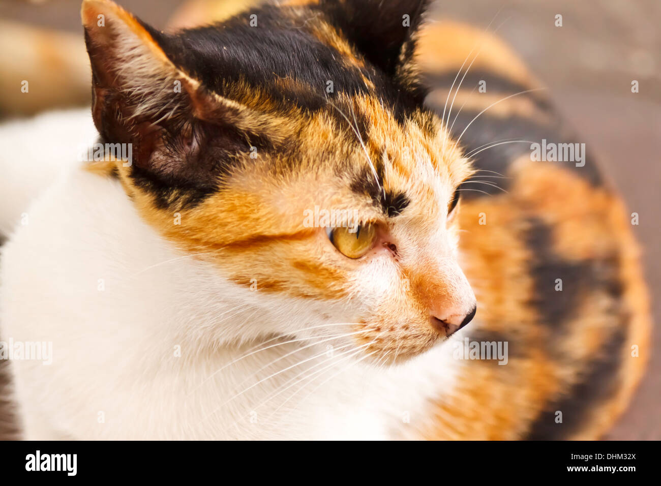 the little cat Stock Photo - Alamy