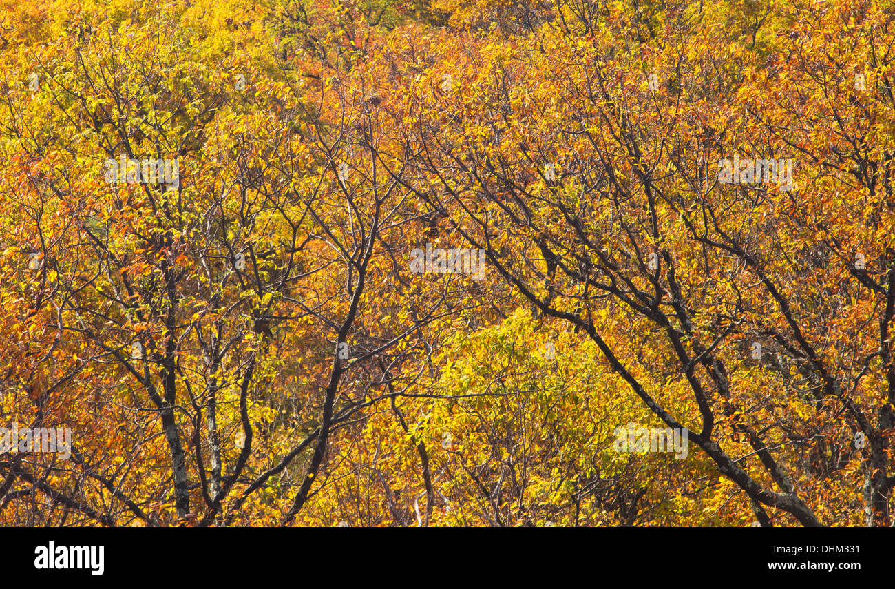 Golden forest of Fall leaves background texture Stock Photo - Alamy