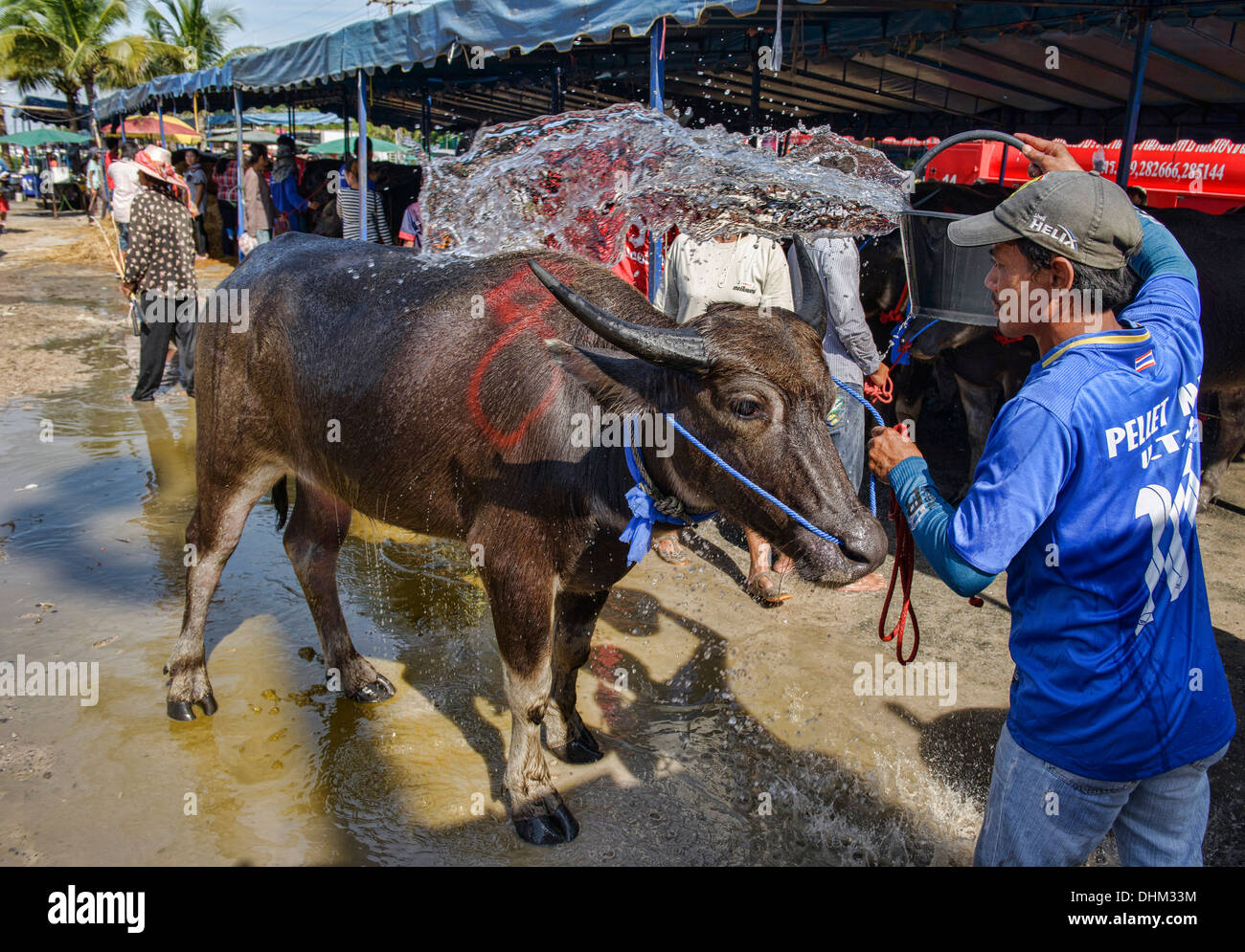 water buffalo getting a bath at the Chonburi Buffalo Racing Festival ...