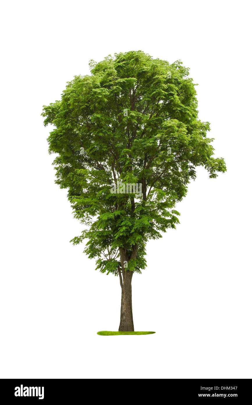 Tree isolated with white background Stock Photo - Alamy