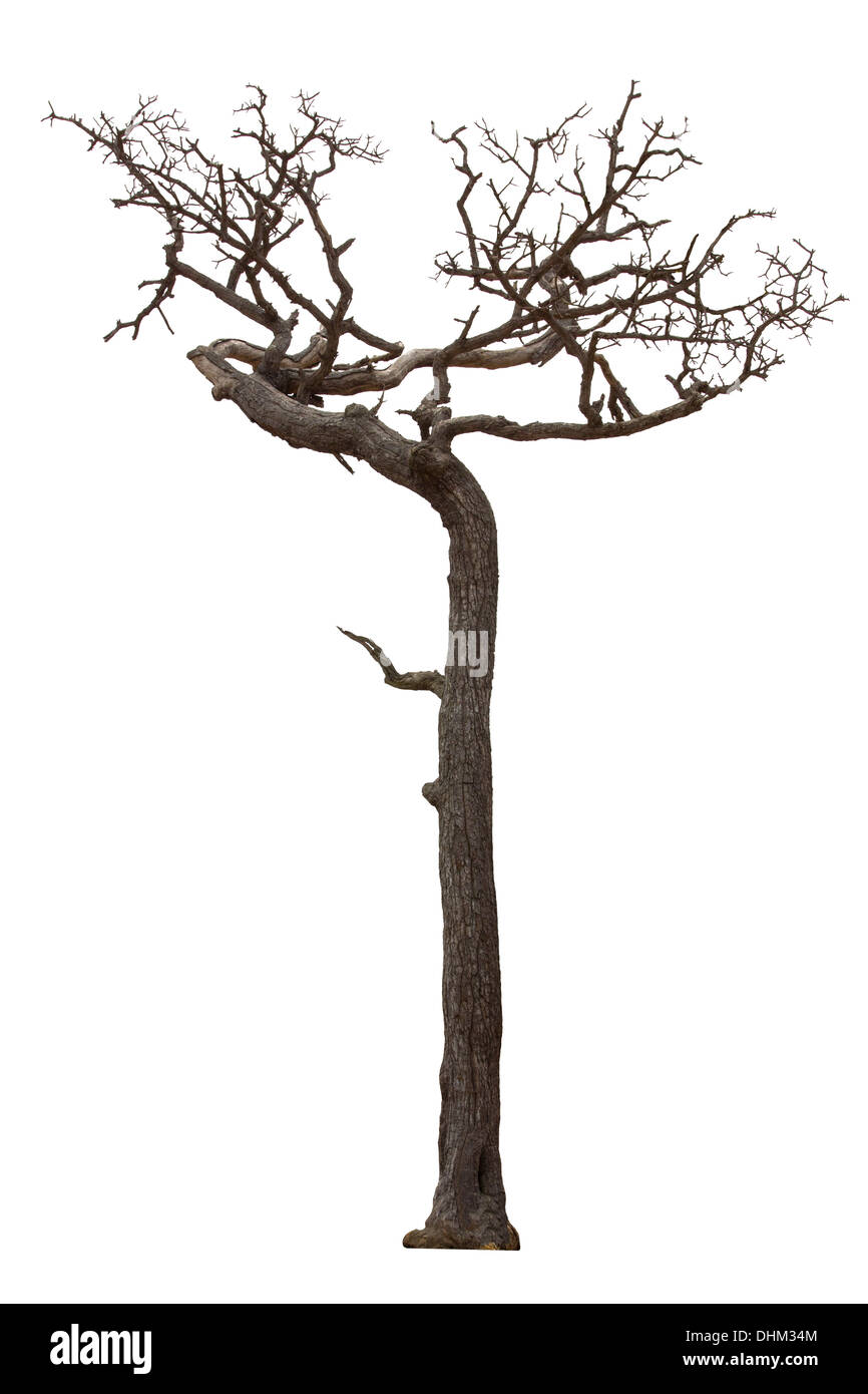 Dead tree isolated with white background Stock Photo - Alamy