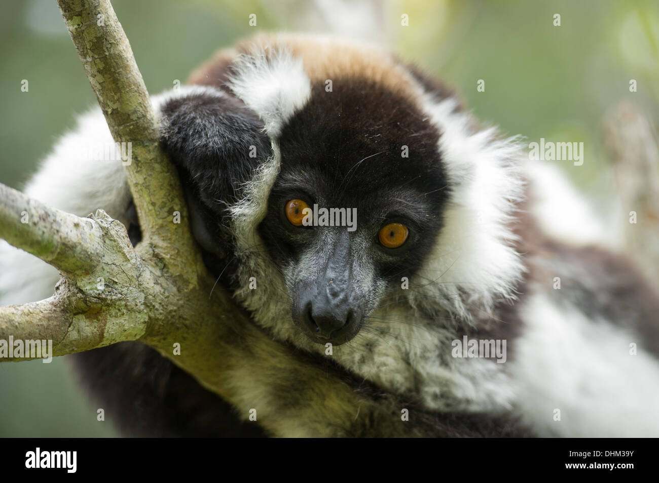 White-belted black and white ruffed lemur, Varecia variegata subcincta ...