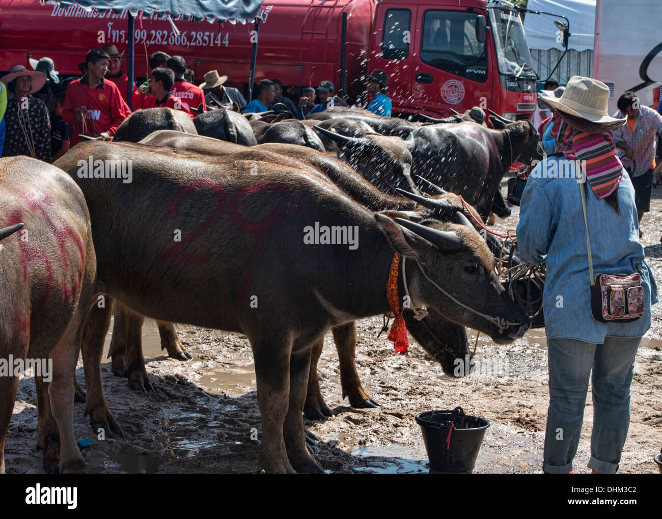 Water buffalo bath hi-res stock photography and images - Alamy