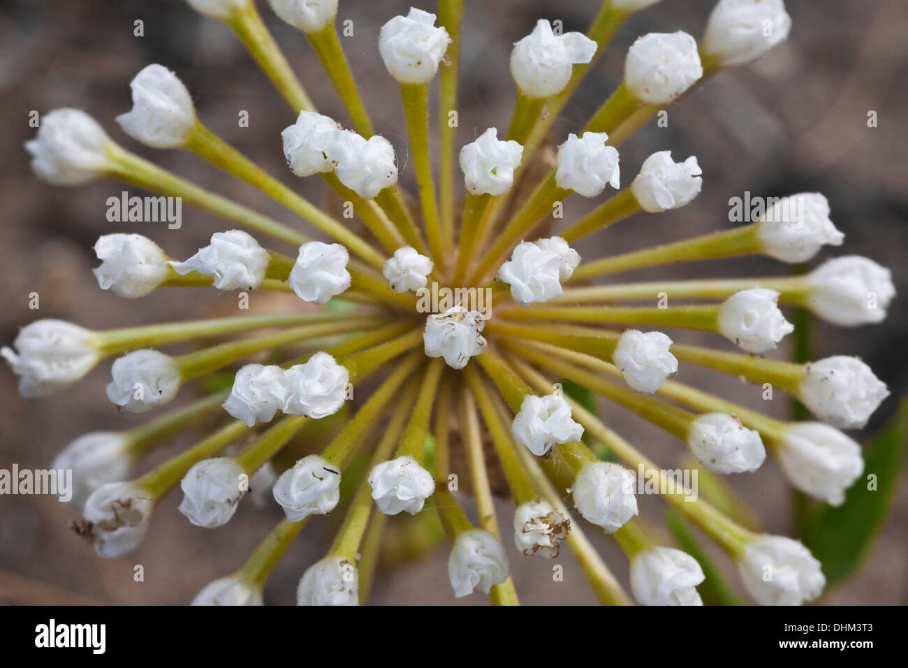 Snowball Sand Verbena, Abronia fragrans, blooming near Crescent Lake ...