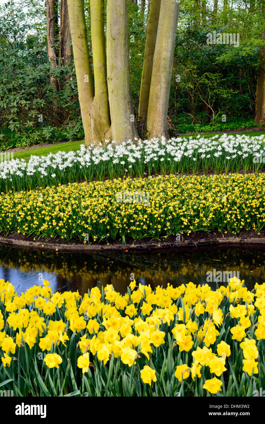 Narcis golden cycla hi-res stock photography and images - Alamy