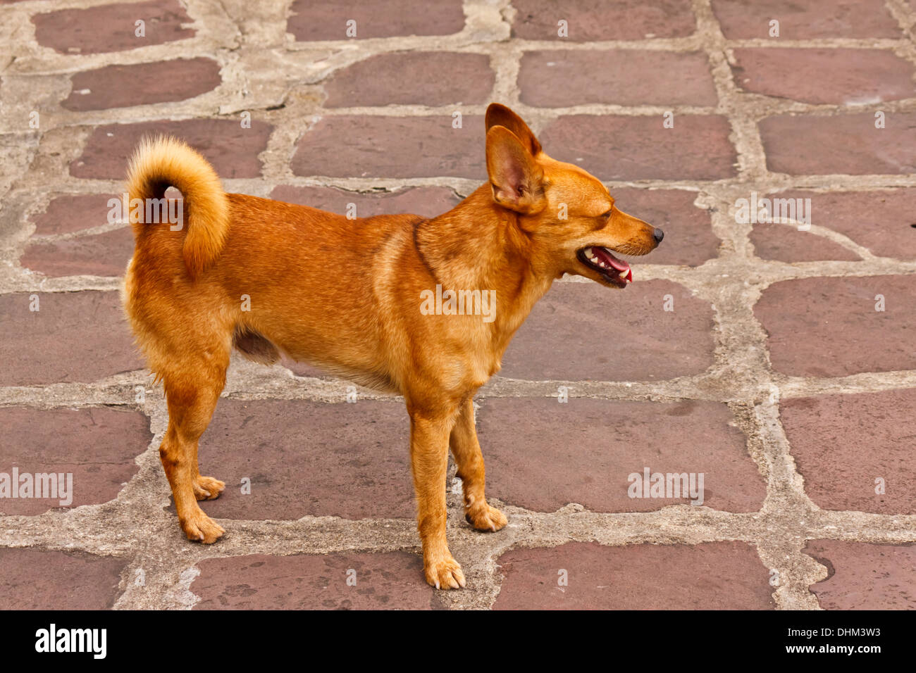 Dotty dog hi-res stock photography and images - Alamy