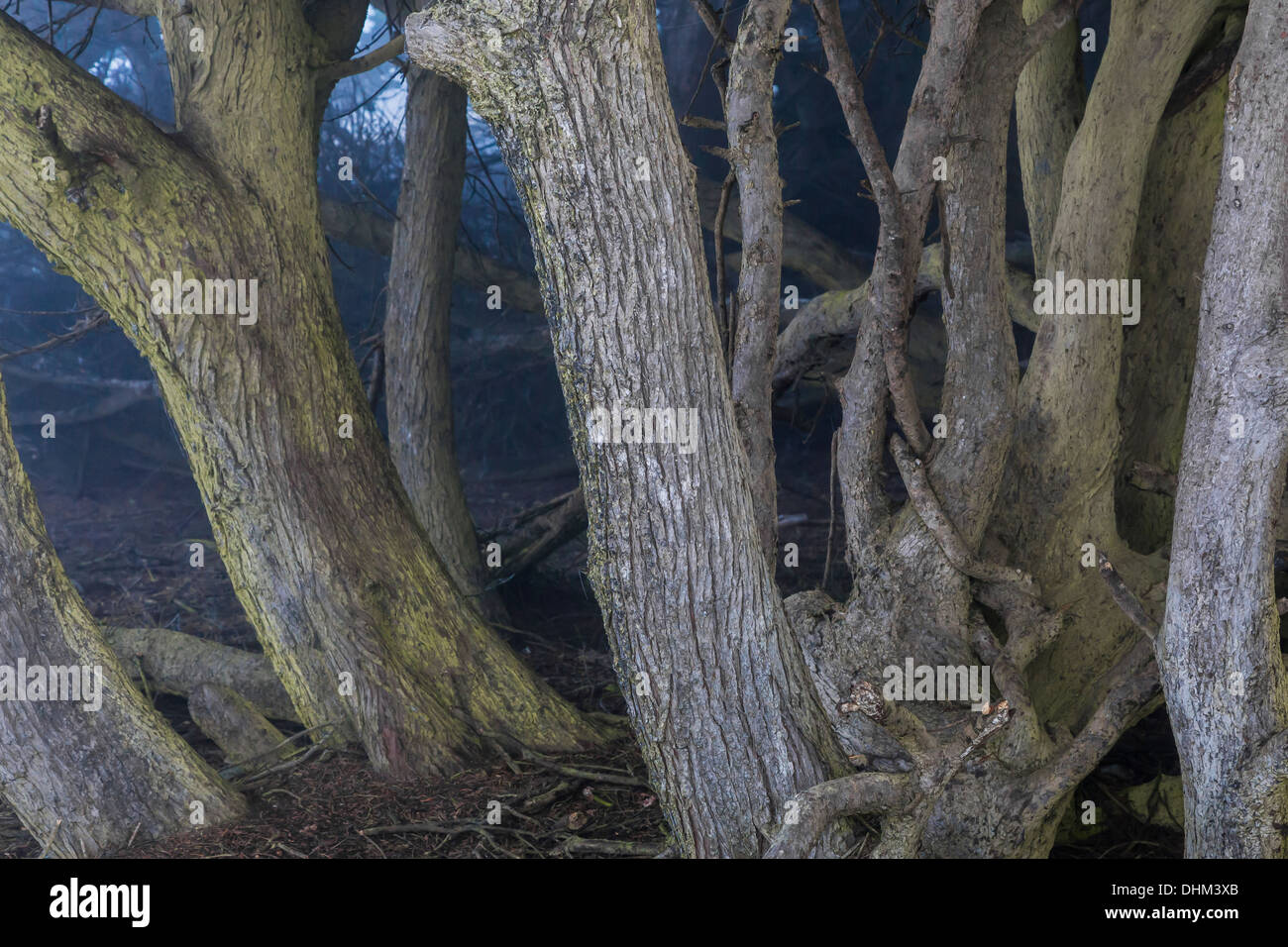 Monterey Cypress, Cupressus macrocarpa, trunks in fog on Laguna Point ...