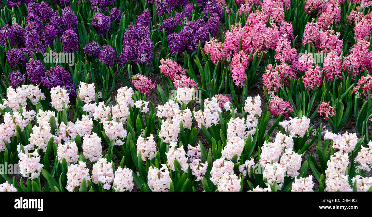 field of hyacinths in the netherlands at the keukenhof gardens lisse ...