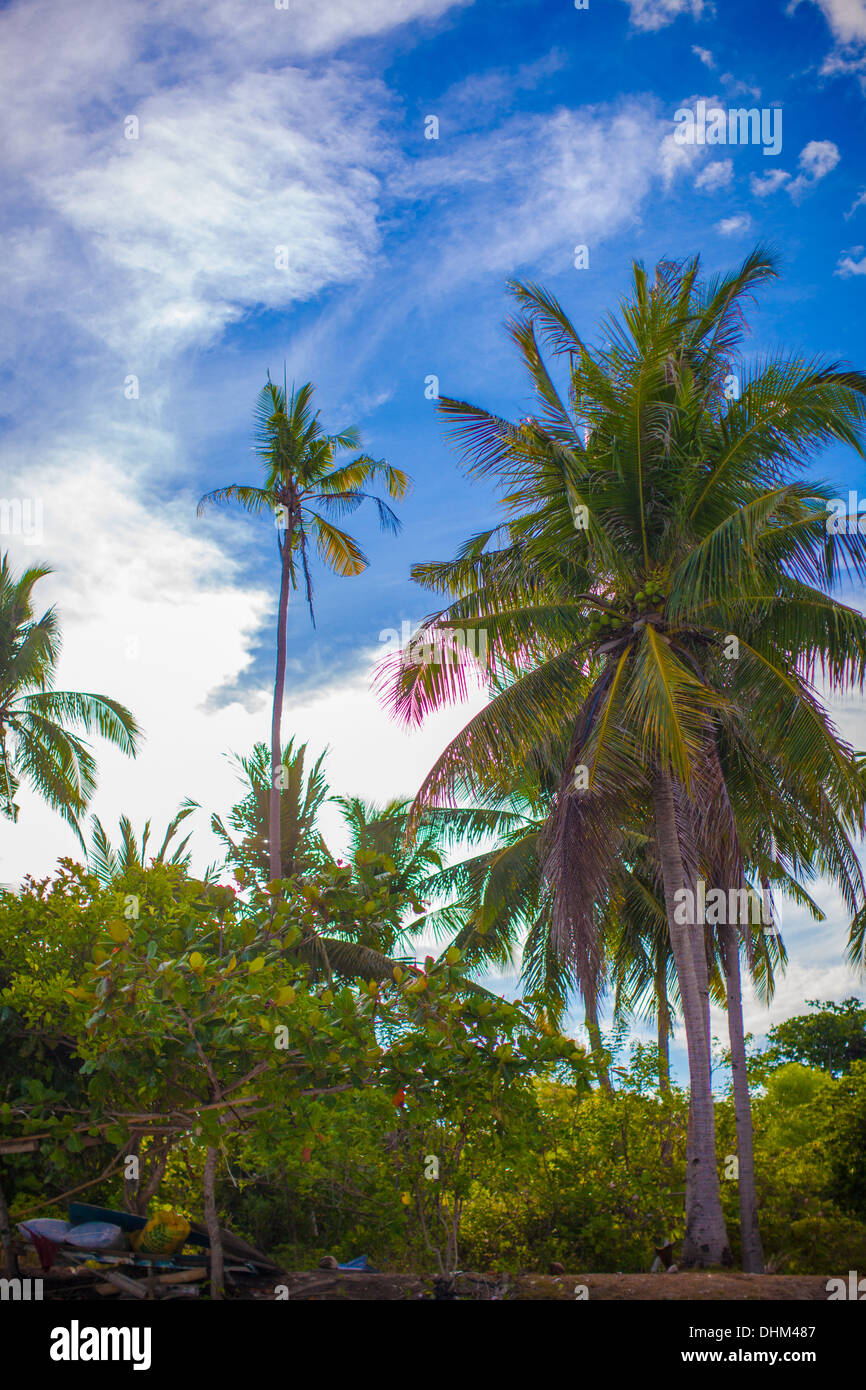 Coconut Palm tree on the sandy beach in Philippines Stock Photo - Alamy