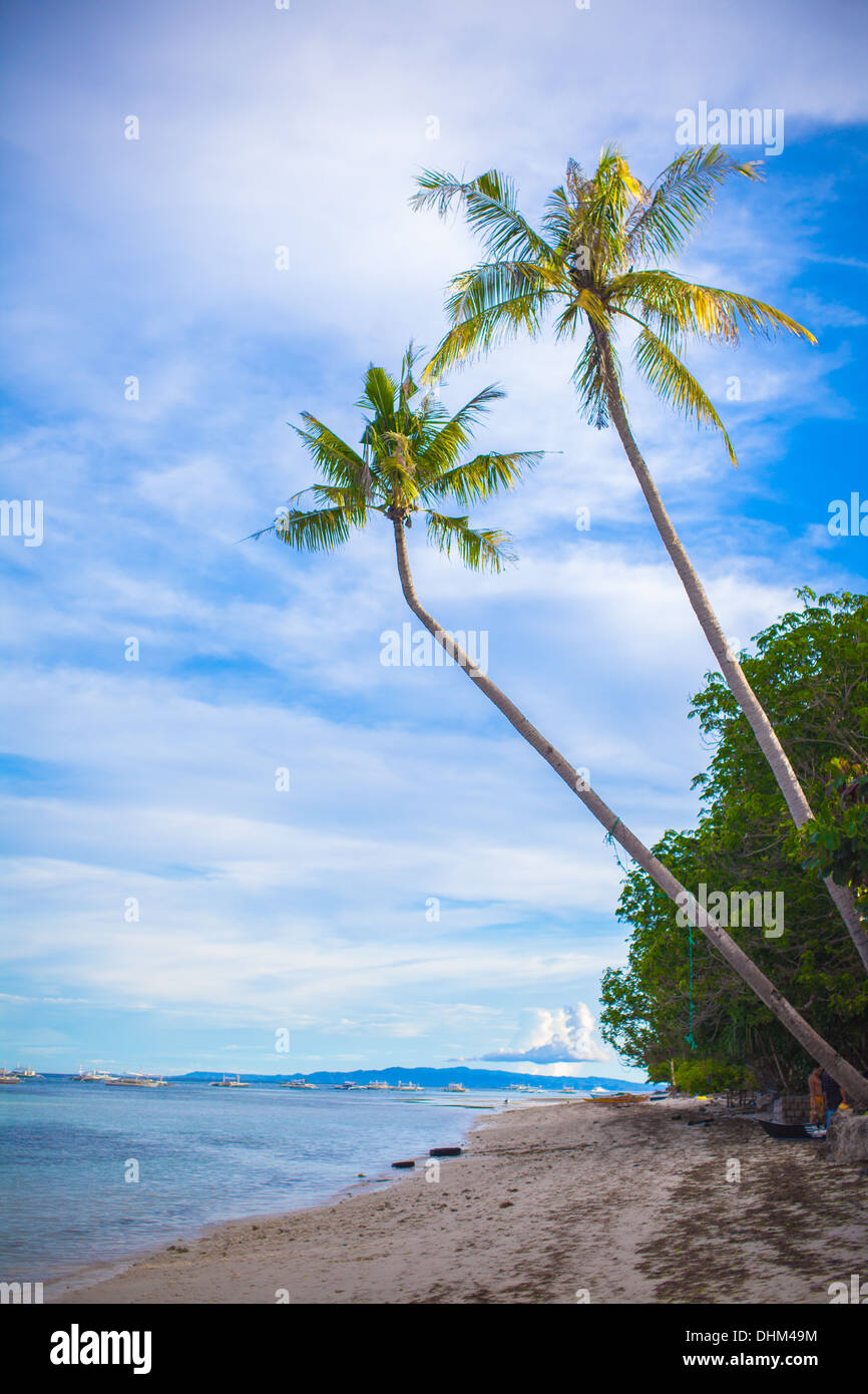 Palm tree on the sandy beach in Philippines Stock Photo - Alamy