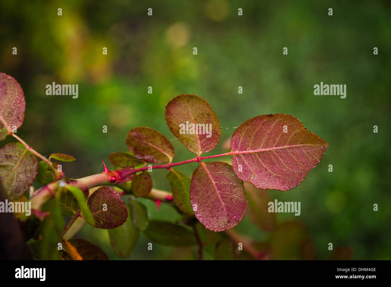 Red leaves of Rose Stock Photo - Alamy