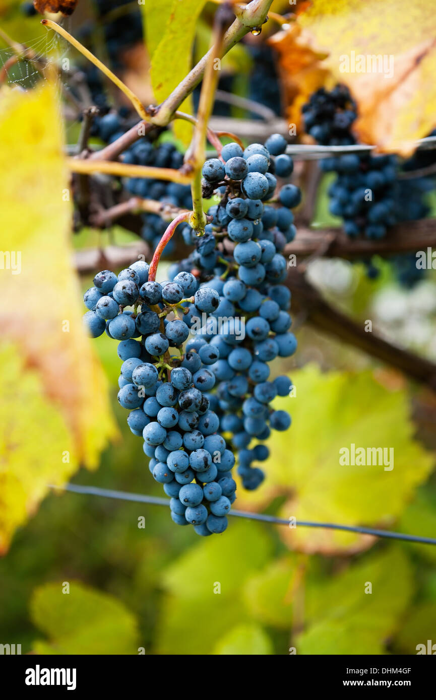 Bunch of grape Stock Photo - Alamy