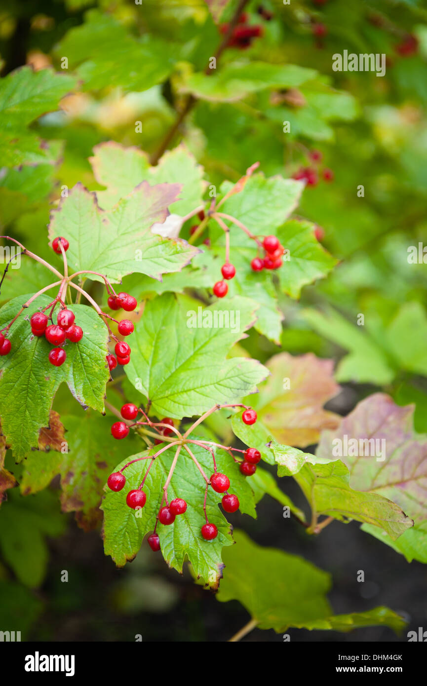 Cranberry tree hi-res stock photography and images - Alamy