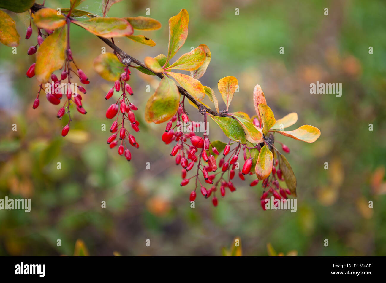 Barbery hi-res stock photography and images - Alamy