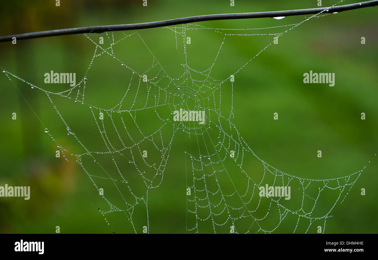 Spider Web on Wire Stock Photo - Alamy
