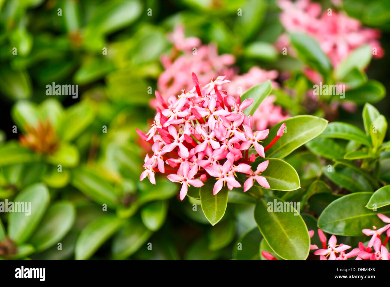 Purple torch cactus hi-res stock photography and images - Alamy