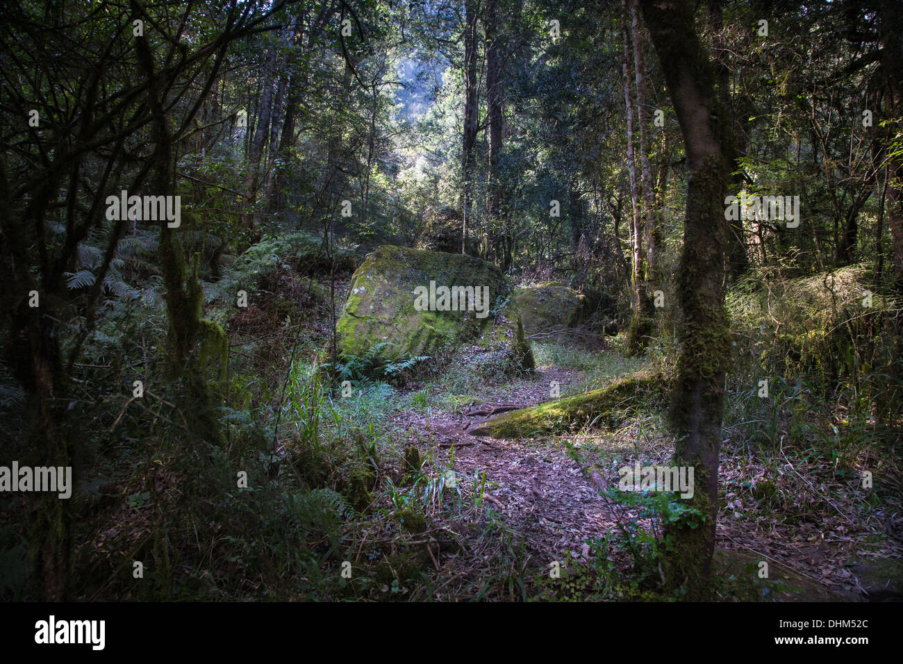 Forest in the Drakensberg Mountain, South Africa Stock Photo - Alamy