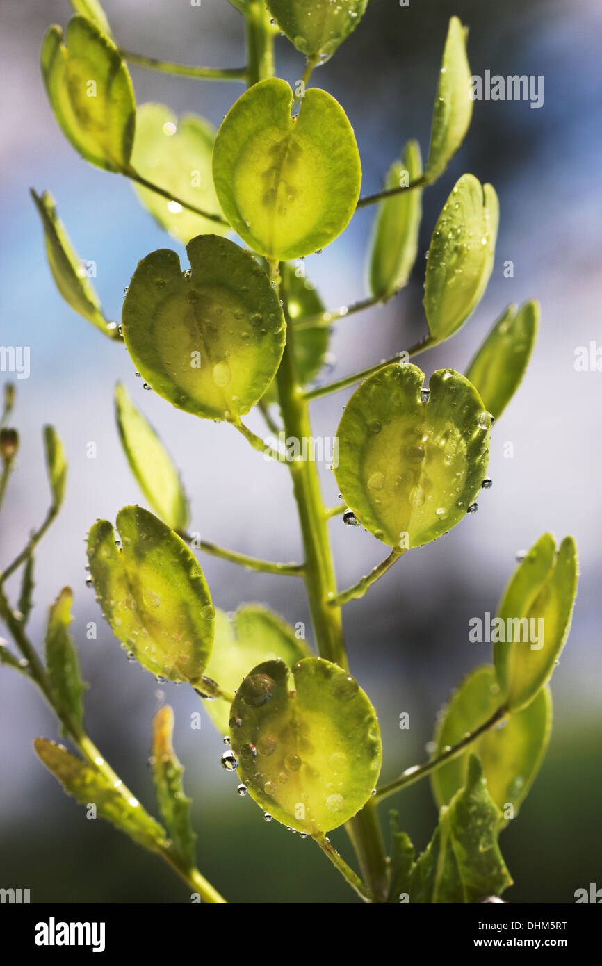 Pennycress hi-res stock photography and images - Alamy