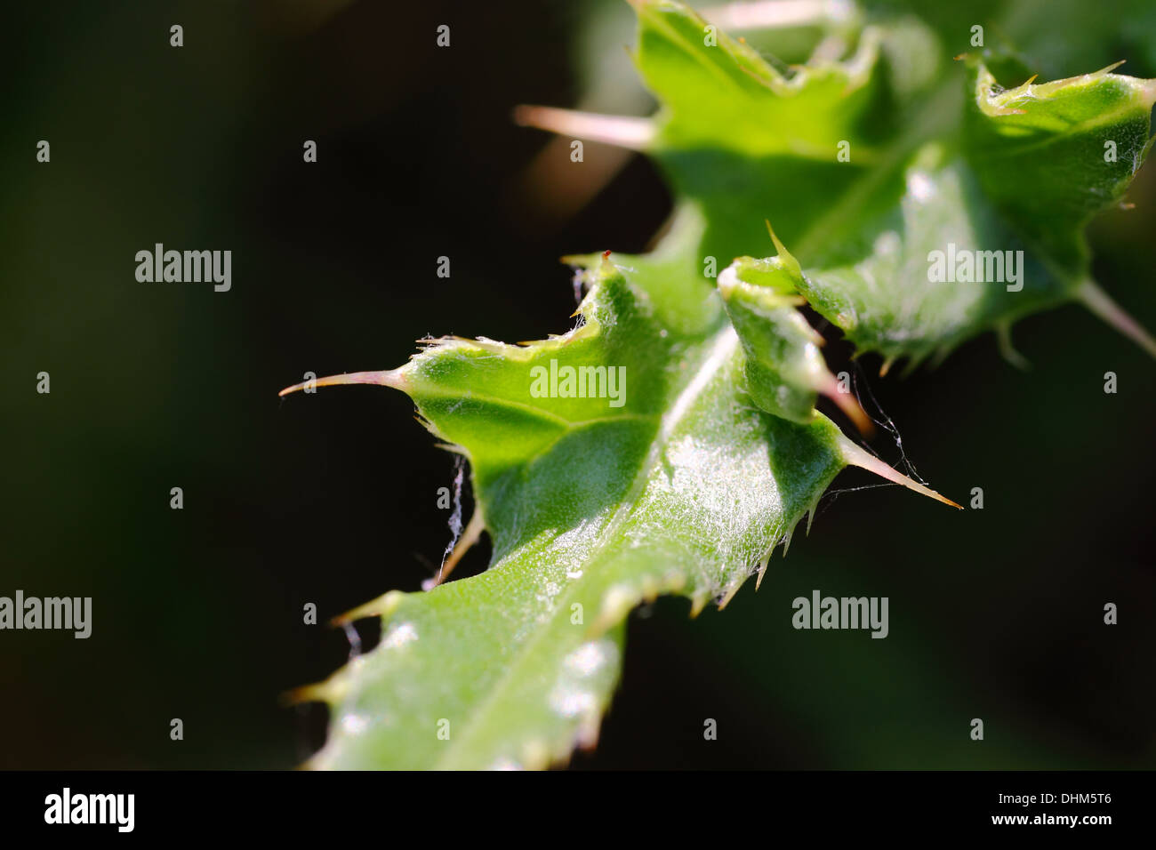 Creeping growth hi-res stock photography and images - Alamy