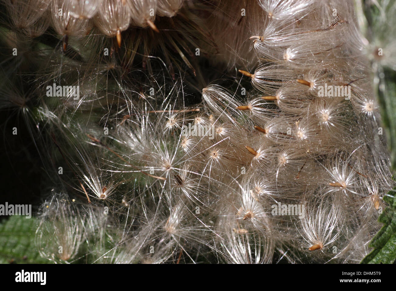 Airborne seeds hi-res stock photography and images - Alamy