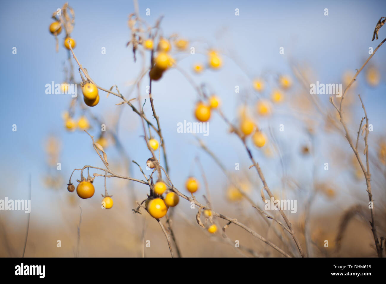 Yellow berry close up Stock Photo - Alamy