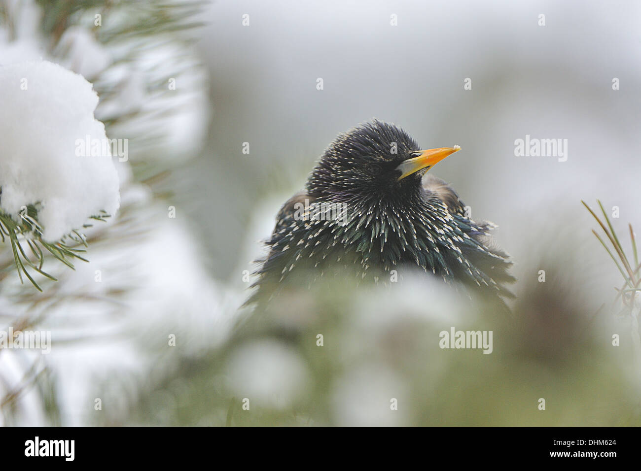 Star kopf hi-res stock photography and images - Alamy