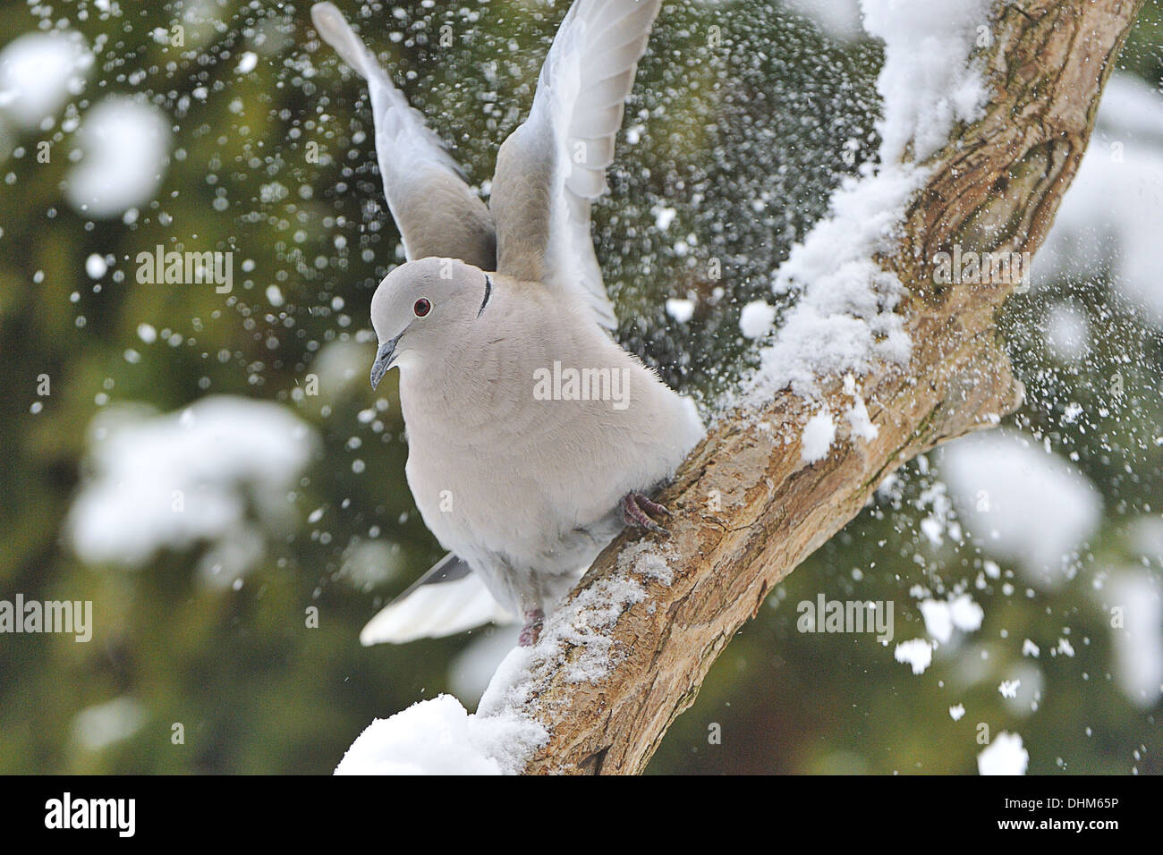 Collared dove snow hi-res stock photography and images - Alamy