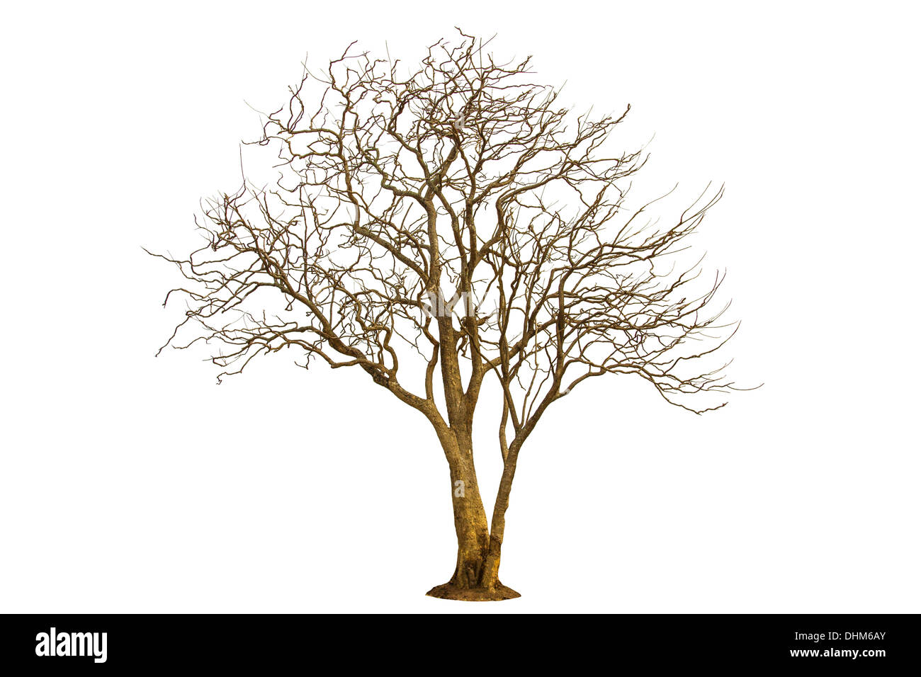 Dead tree isolated with white background Stock Photo - Alamy