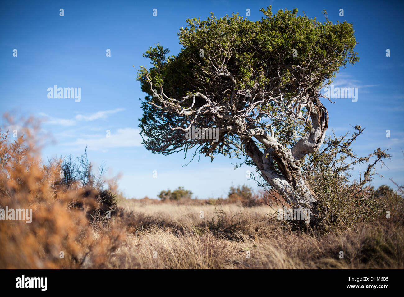 Arid bush in the karoo desert, South Africa Stock Photo - Alamy