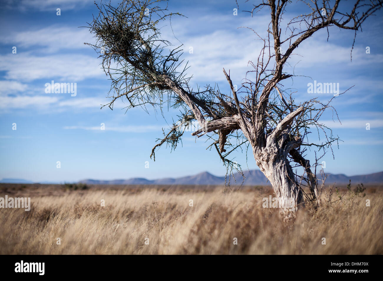 Scenic dry tree in Karoo desert, South Africa landscape, blue sky Stock ...
