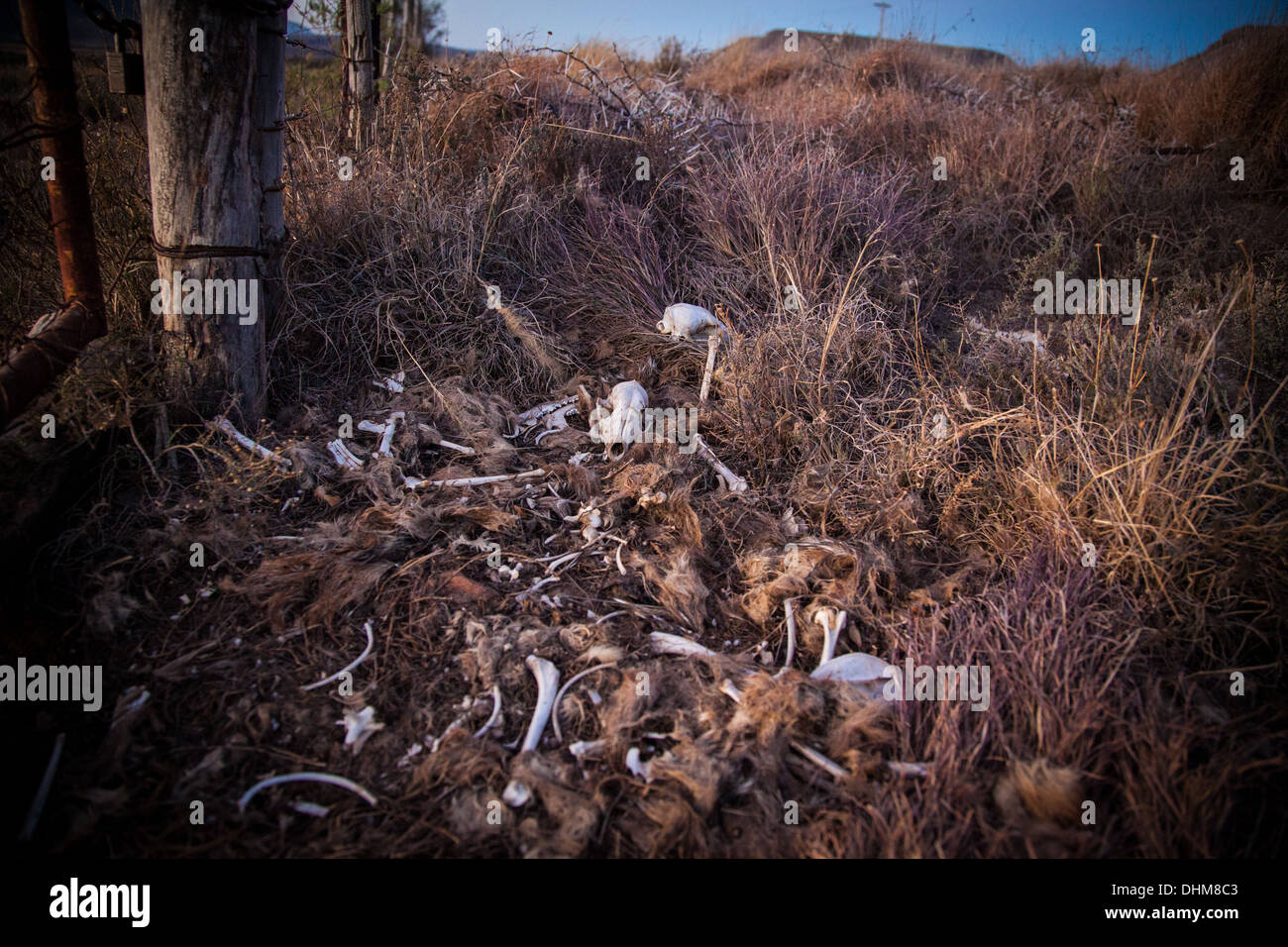 Wild animal carcass Karoo desert, South Africa Stock Photo - Alamy