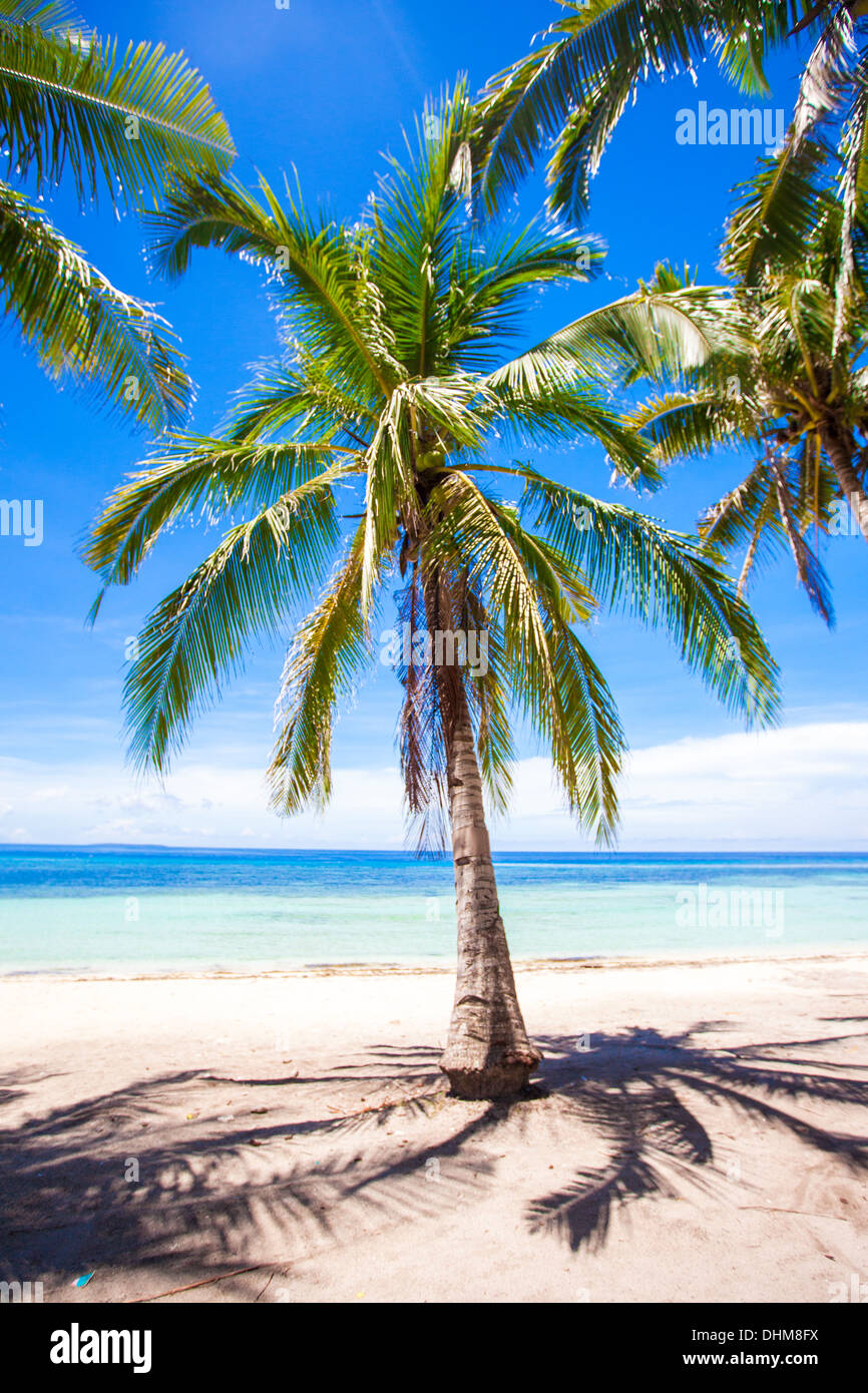 Desert island with palm tree on the beach Stock Photo - Alamy