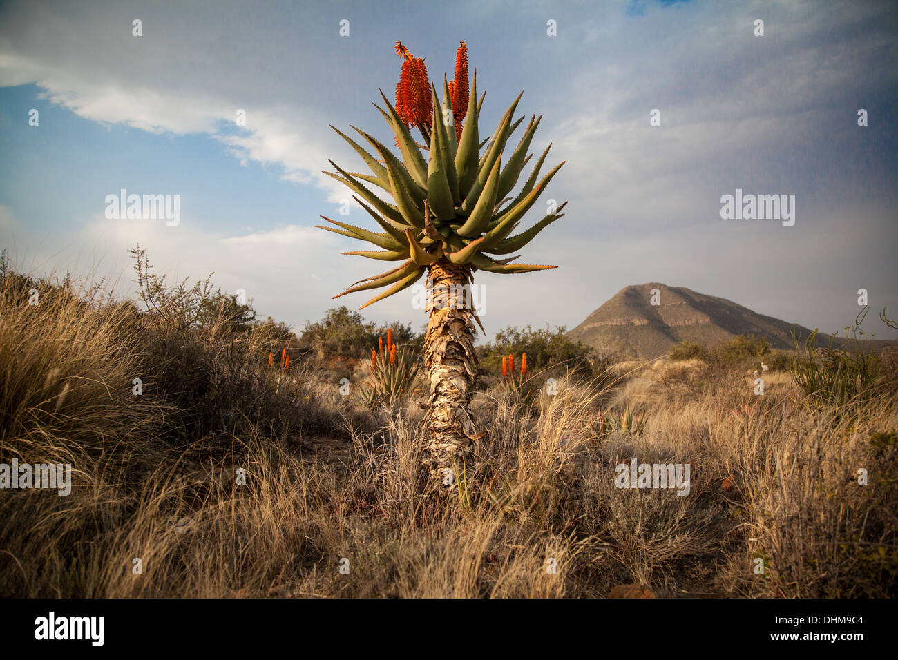Karoo landscape hi-res stock photography and images - Alamy