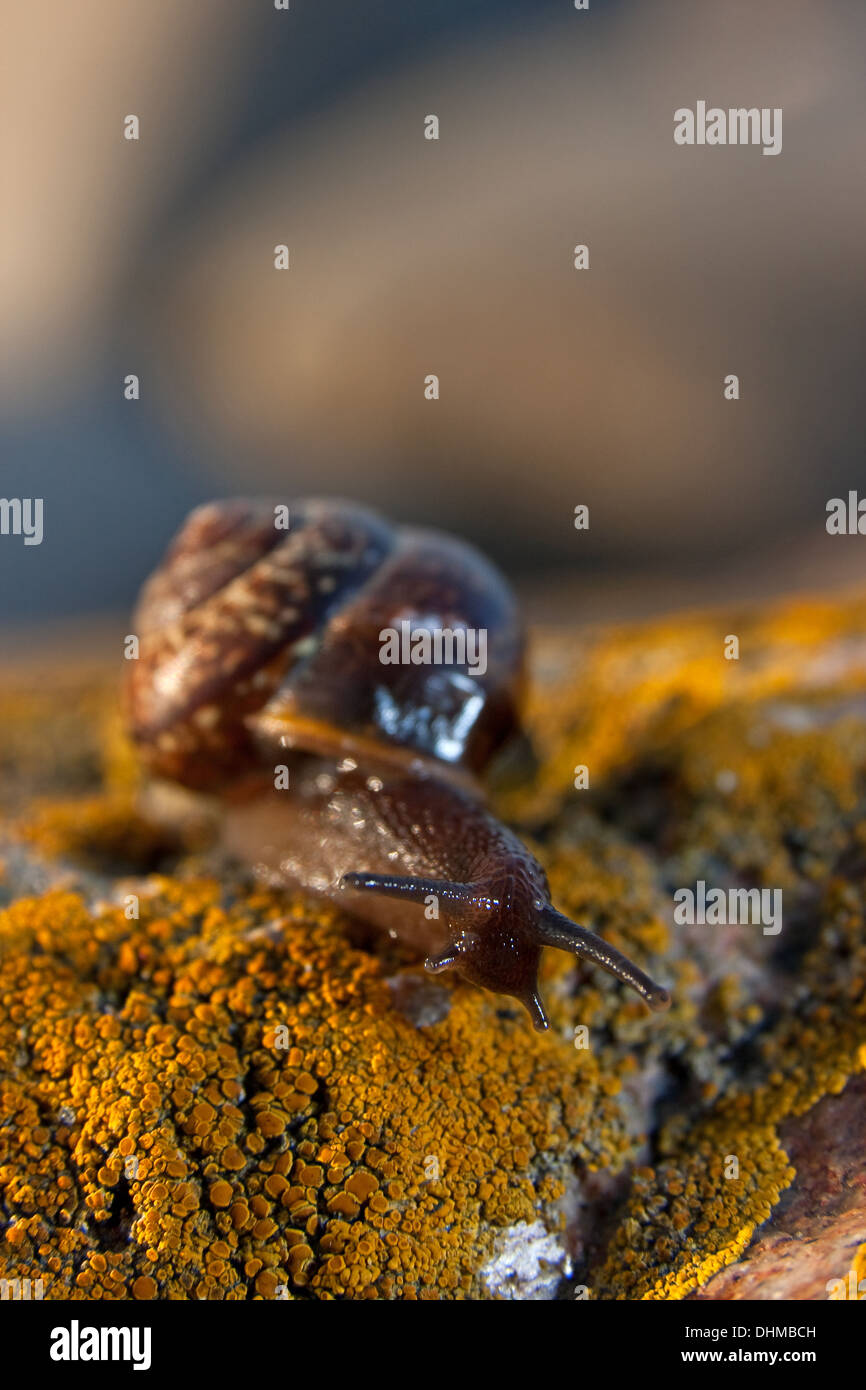 Mollusc mollusca snail hi-res stock photography and images - Alamy