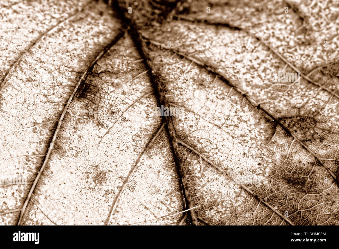 Cycle of nature sepia Stock Photo - Alamy