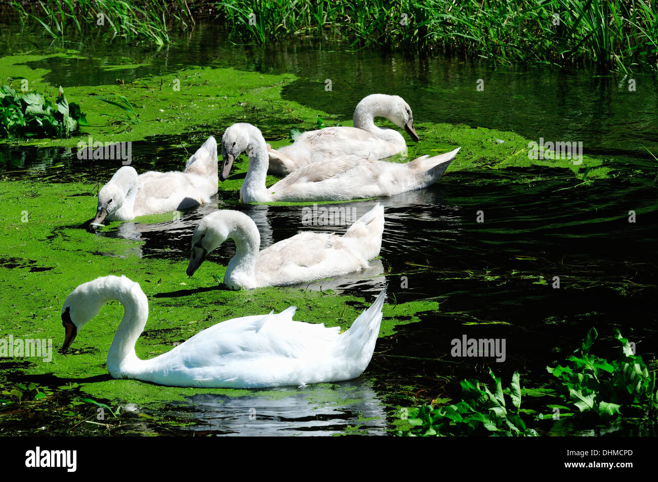 Swan family looking at eating Stock Photo - Alamy