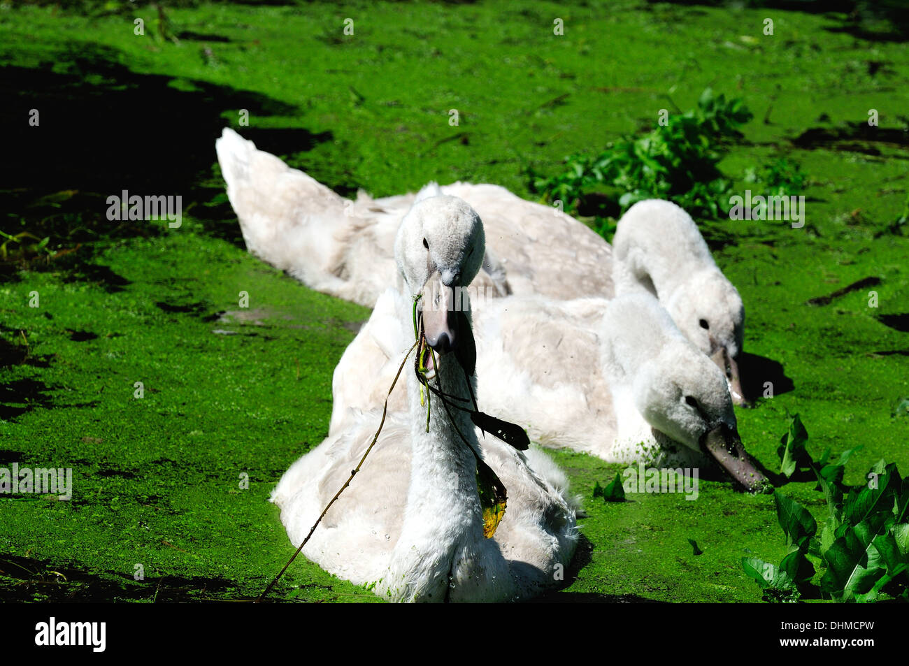 Swans in search of food Stock Photo - Alamy