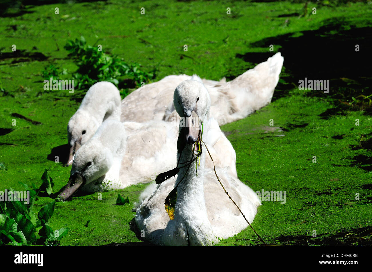 Swan eating hi-res stock photography and images - Alamy