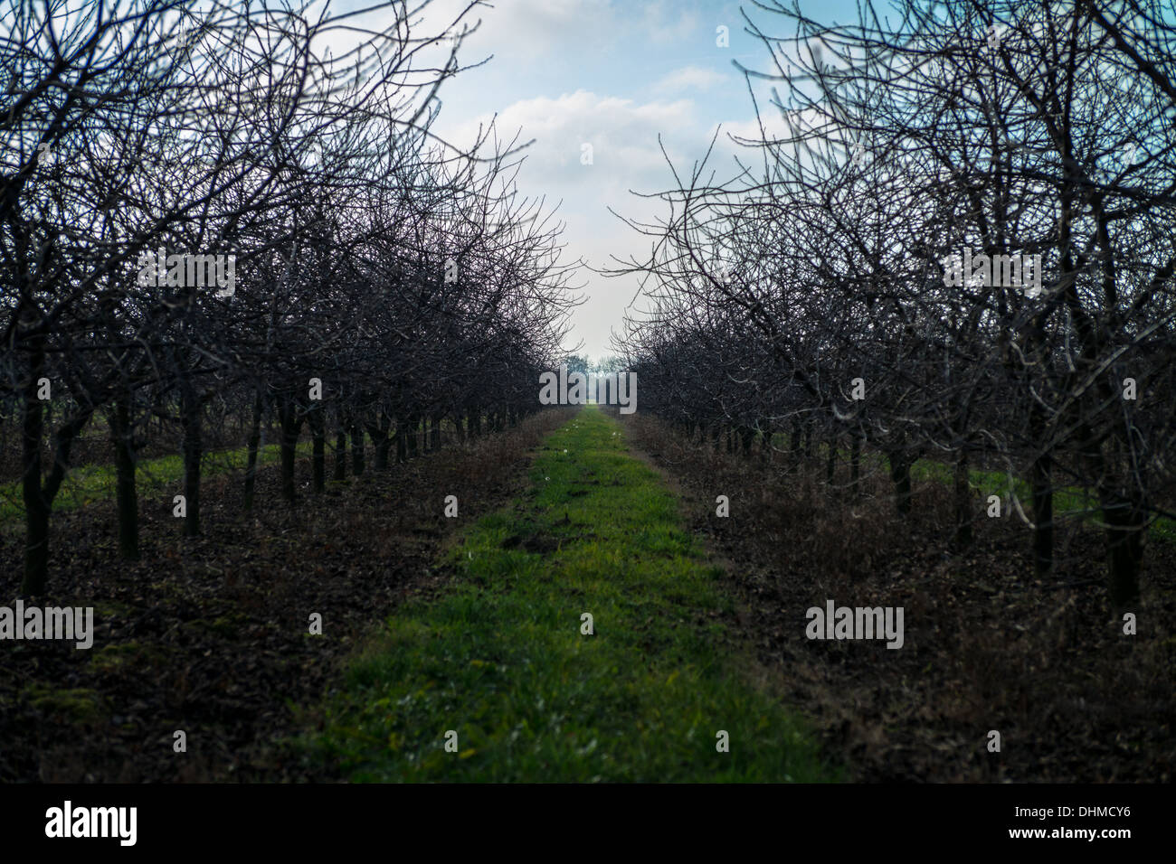 Empty apple tree hi-res stock photography and images - Alamy