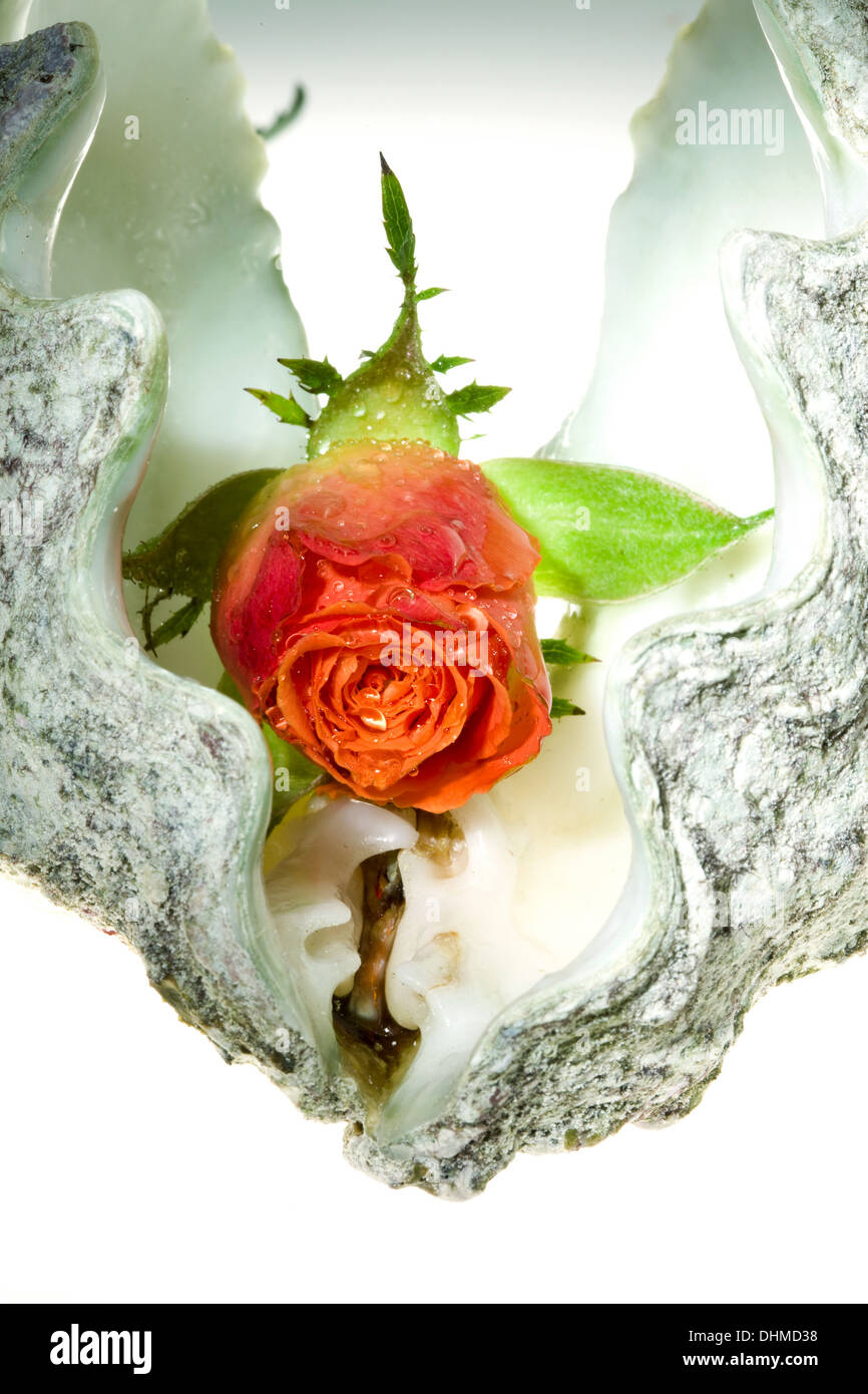 Rose in shell Stock Photo - Alamy