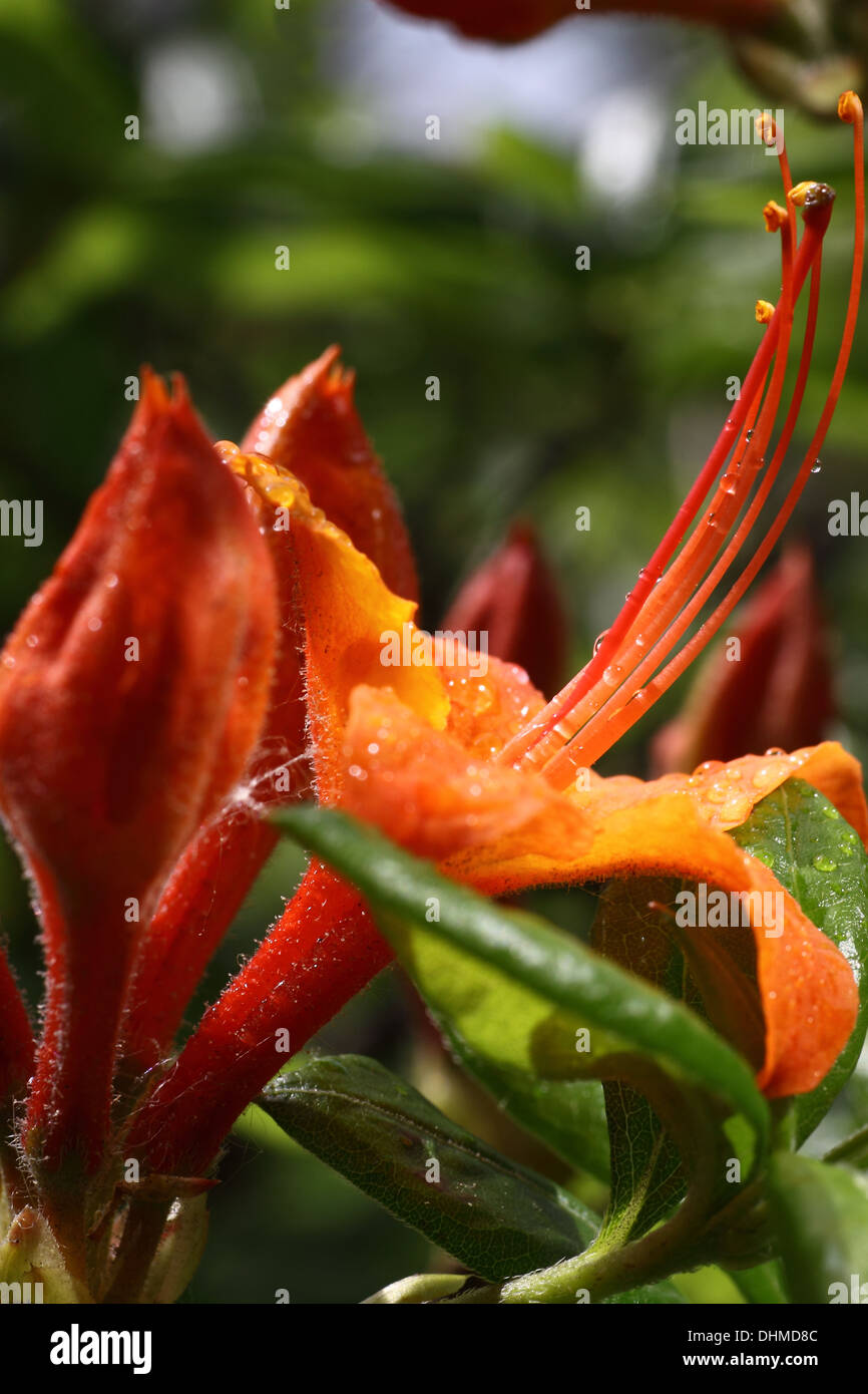 Evergreen azaleas hi-res stock photography and images - Alamy
