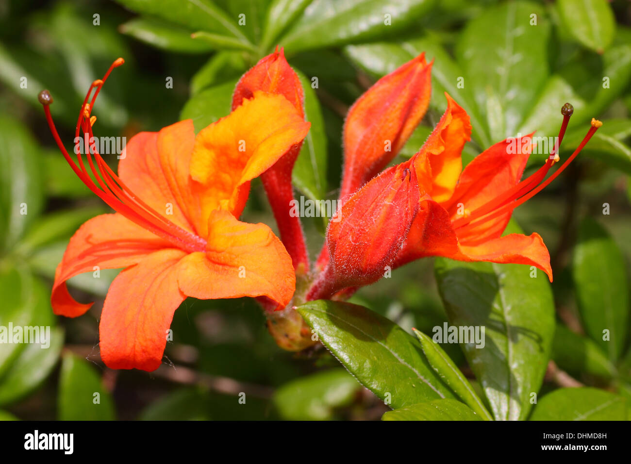 Evergreen azaleas hi-res stock photography and images - Alamy