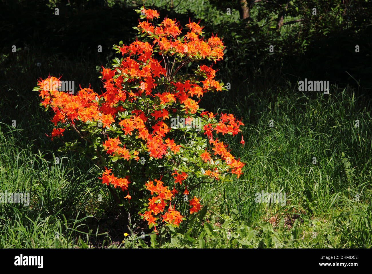 Azalea bush hi-res stock photography and images - Alamy