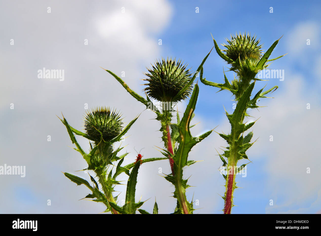 Flying seeds acanthium hi-res stock photography and images - Alamy