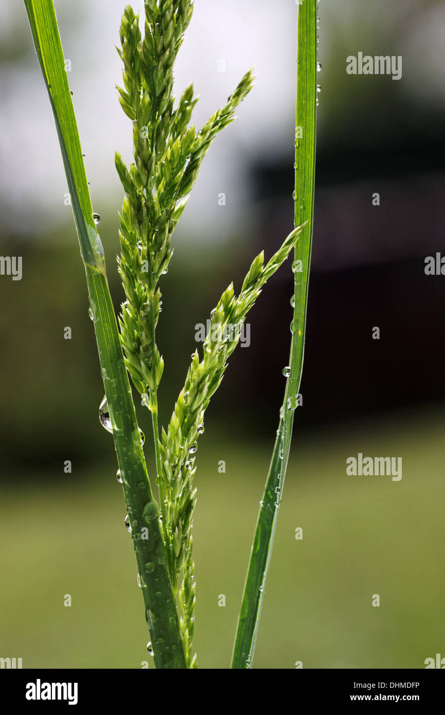 Grass in the rain Stock Photo - Alamy