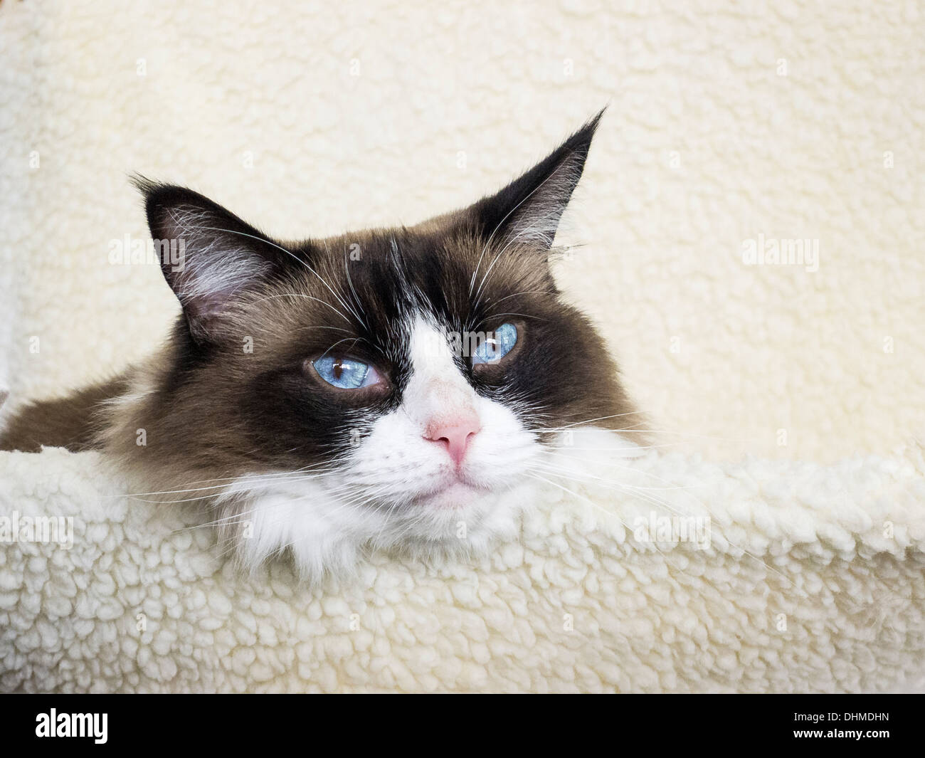 Disapproving Face Cat