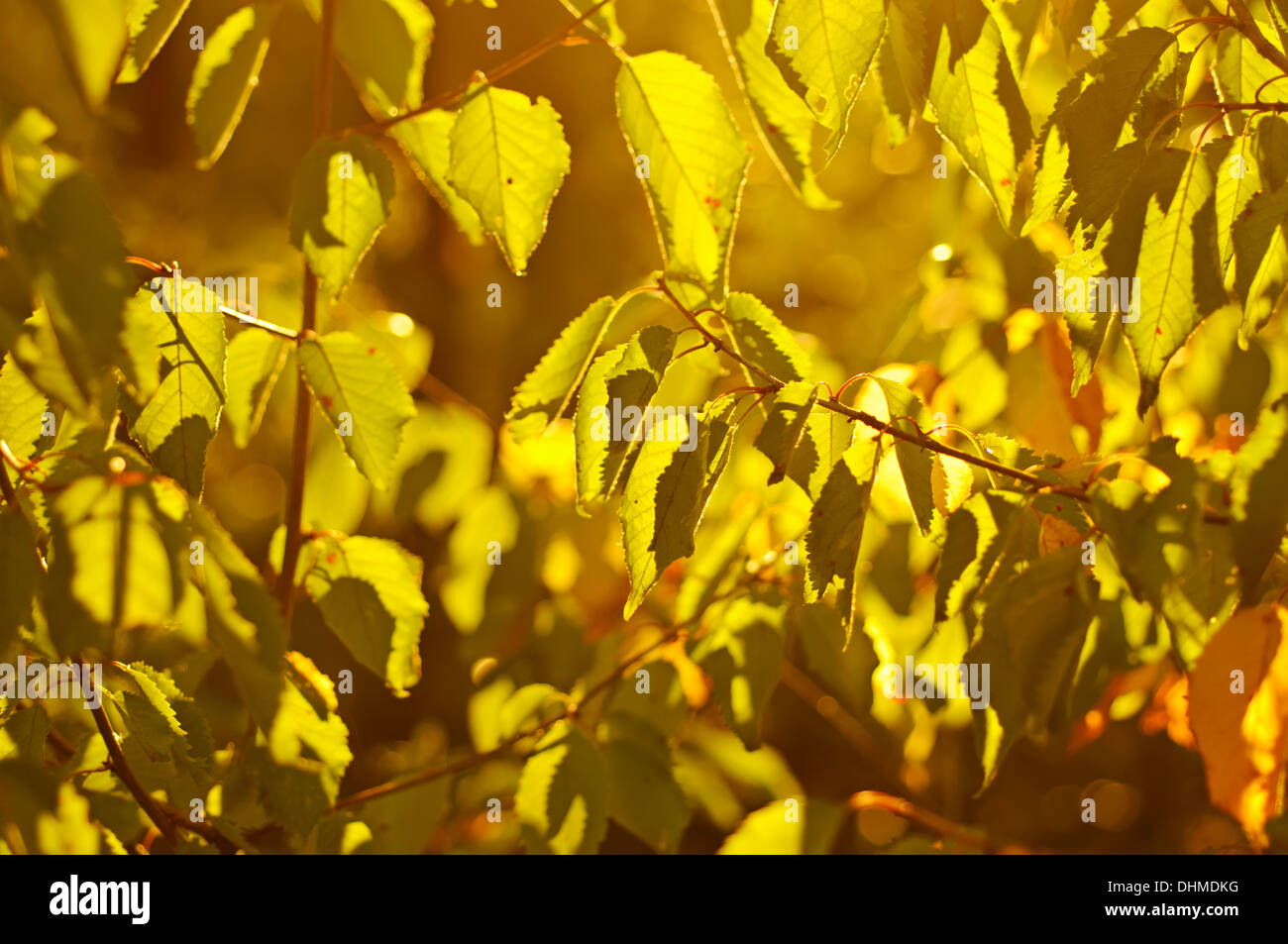 Autumn tree branch Stock Photo - Alamy